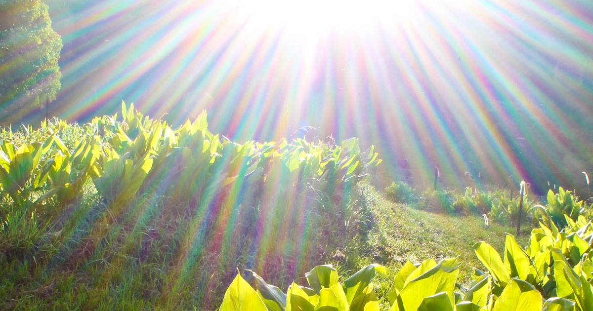 About | Three Springs Farm